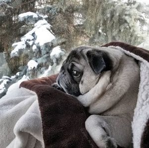 14 Pugs Who Love The Snow - PetPress