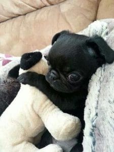 14 Photos Of Pug Puppies That Will Captivate You - PetPress