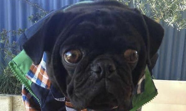 14 Best Outfits Of The Most Fashionable Dogs - Pugs - PetPress