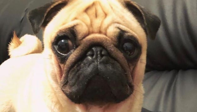 14 Photo Evidence That Pugs Are Real Gourmets! - PetPress