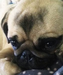 14 Amazing Facts About Pugs - PetPress