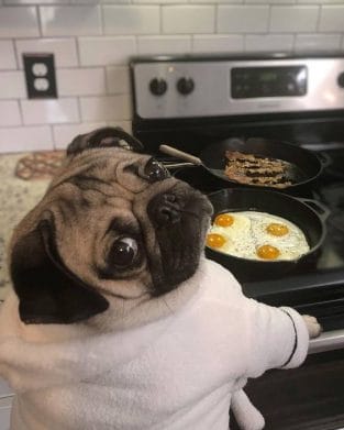14 Funny Pugs to Cheer You Up - PetPress