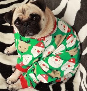 16 Pugs Who Are Ready for Christmas - PetPress