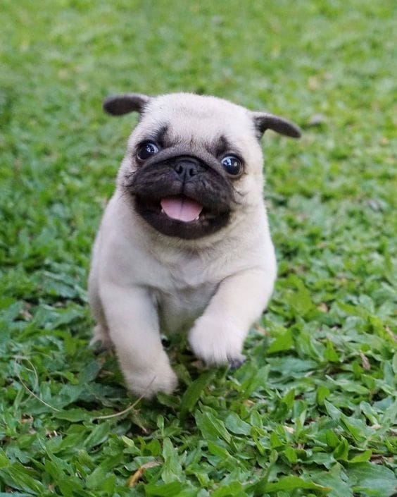 14 Photos Of Pug Puppies That Will Captivate You - PetPress