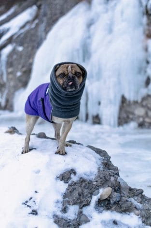14 Pugs Who Love The Snow - PetPress