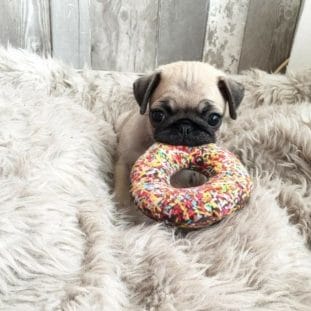14 Photos Of Pug Puppies That Will Captivate You - Page 2 of 4 - PetPress