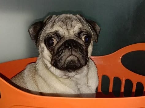 14 Funny Memes You Must Send to Your Friends Who Own Pugs - PetPress