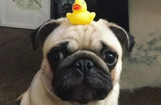 14 Pug Memes That Will Make You Cry Laughing! - PetPress