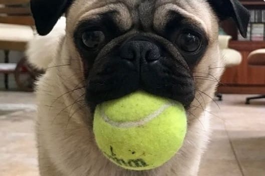 The 14 Funniest Pug Memes Ever! - PetPress