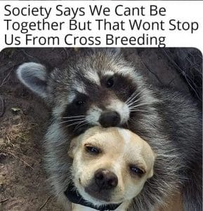 14 Funny Raccoon Memes That Will Make Your Day! - PetPress