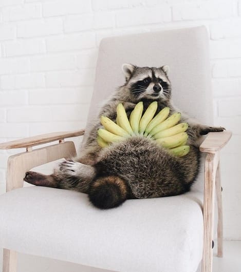 14 Funny Pictures Proving That Raccoons are True Gourmets - PetPress