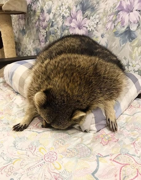 14 Funny Raccoons Sleeping in Hilarious Positions - PetPress