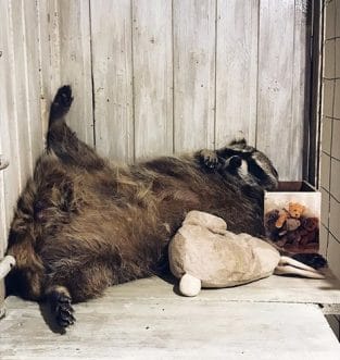 14 Funny Raccoons Sleeping in Hilarious Positions - PetPress