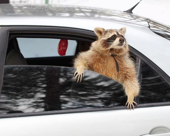 14 Funny Raccoon Pictures That Will Make You Smile! - PetPress