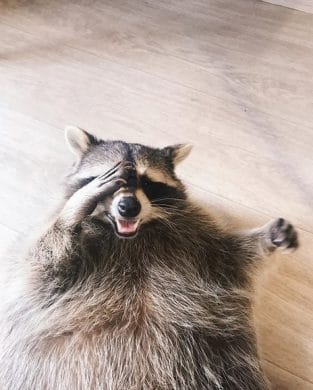 14 Funny Raccoon Pictures That Will Make You Smile! - PetPress