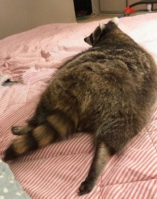 14 Funny Raccoons Sleeping in Hilarious Positions - PetPress