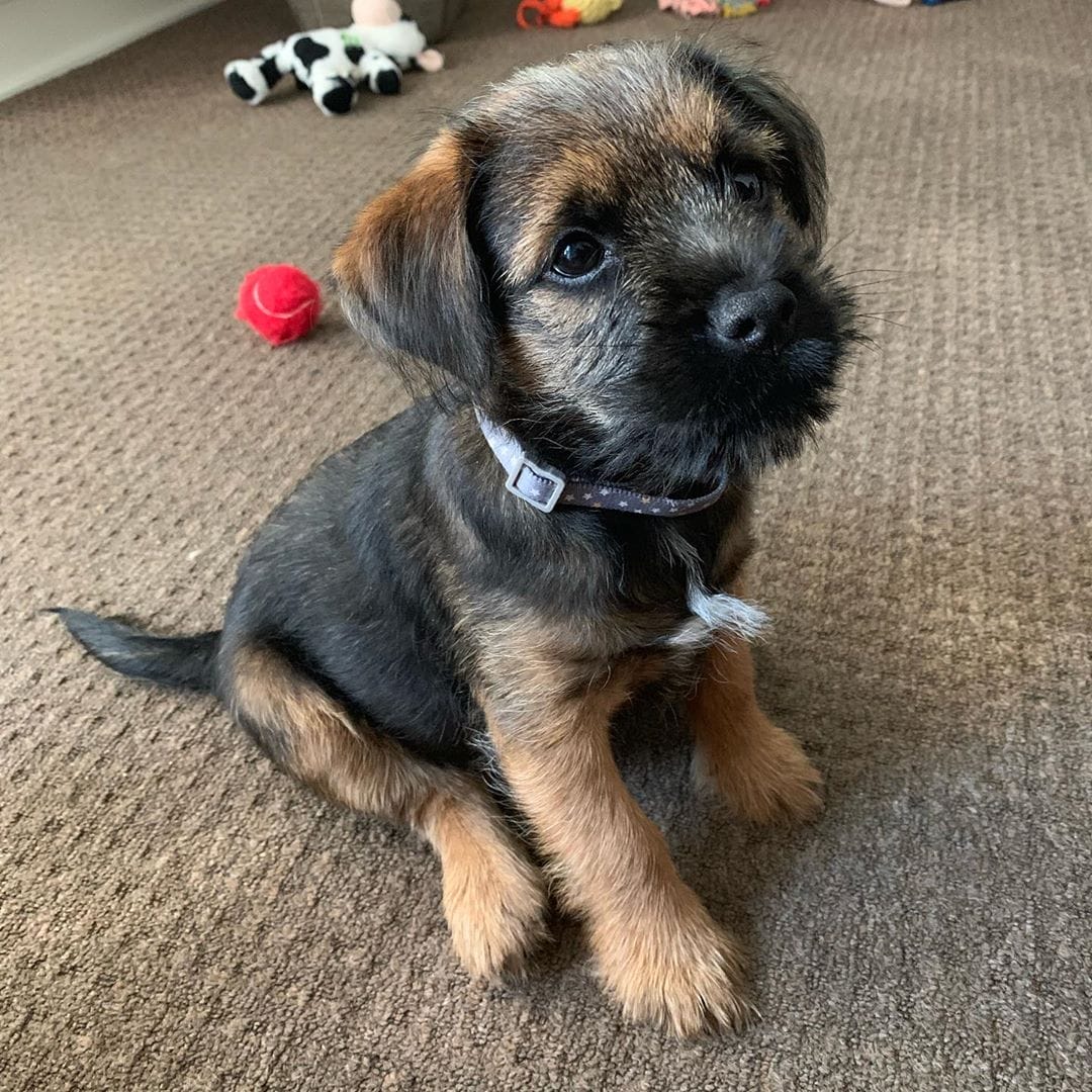 14 Reasons To Adore Border Terriers - PetPress