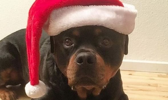 14 Funny Pictures of Rottweilers Who Know How to be Trendy at Christmas ...