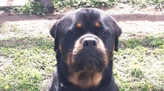 The 14 Funniest Rottweiler Memes of the Day! - PetPress