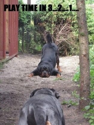 15 Funny Rottweiler Memes To Make Your Day! - PetPress