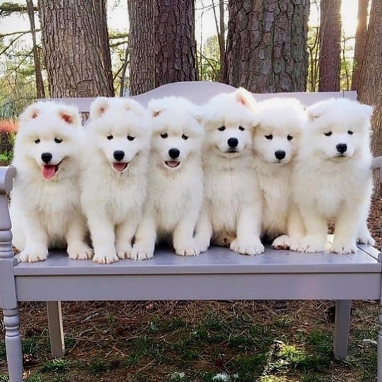 14 Fascinating Facts About Samoyed Dogs - PetPress