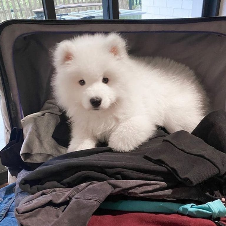 14 Fascinating Facts About Samoyed Dogs - PetPress