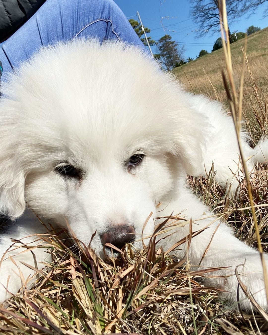 14 Wonderful Facts About Great Pyrenees - PetPress