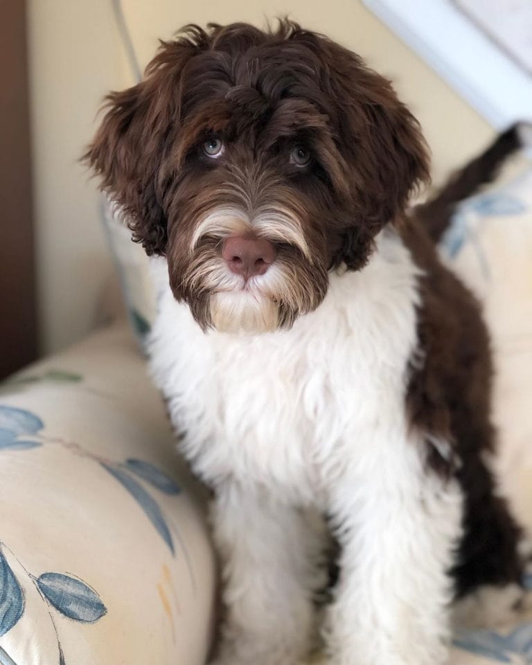 14 Fluffy Facts About Portuguese Water Dogs - Page 2 of 3 - PetPress