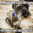 14 Funny Schnauzer Memes That Will Make Your Day! - PetPress