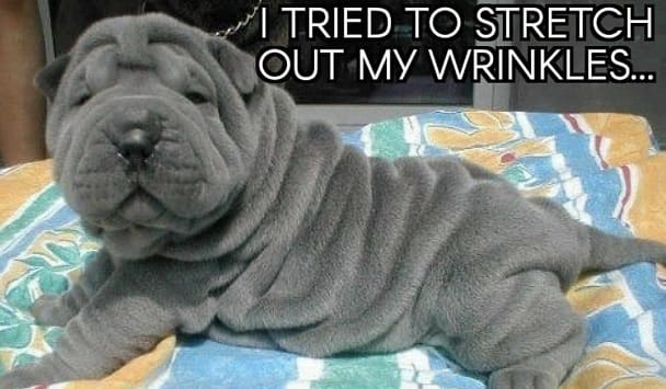 14 Shar-Pei Memes That’ll Leave You Howling With Laughter - PetPress