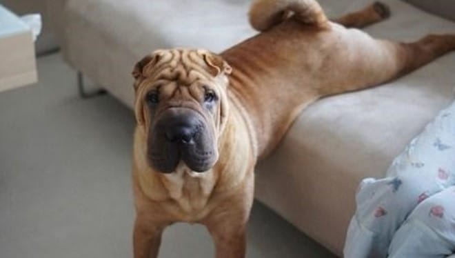 The 14 Funniest Shar Pei Memes That Will Make You Laugh - PetPress The 14 Funniest Shar Pei Memes That Will Make You Laugh - PetPress