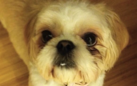 The 14 Funniest Shih Tzu Memes That Will Make You Laugh! - PetPress