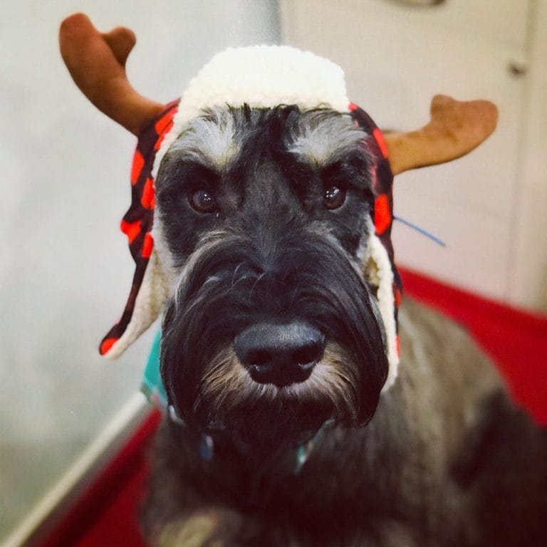 14 Massive Facts About Giant Schnauzers - Page 2 of 4 - PetPress