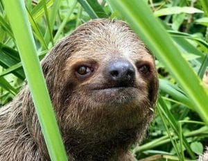 200+ Pet Sloth Names (Cute, Funny, Male, and Female Names)