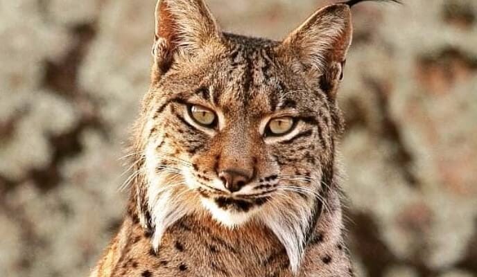 7 Small Exotic Cats That Are Surprisingly Legal to Own as Pets - PetPress