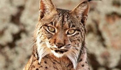 7 Small Exotic Cats That Are Surprisingly Legal to Own as Pets - PetPress