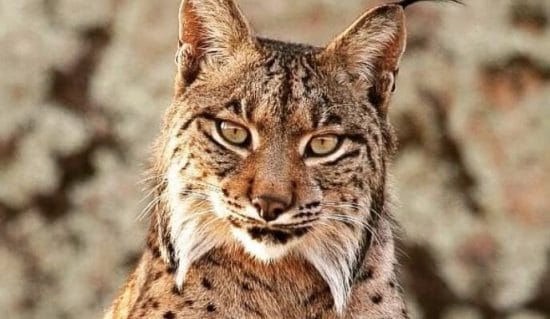 7 Small Exotic Cats That Are Surprisingly Legal to Own as Pets - PetPress
