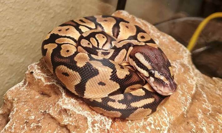 Pet Snake Names - 500+ Inspiring Ideas For Naming Your Pet Snake - PetPress