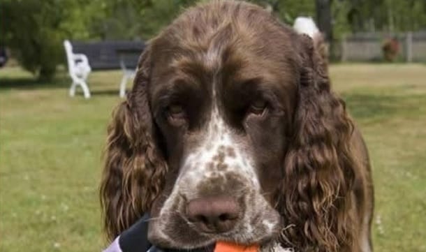 The 14 Funniest Springer Spaniel Memes of the Day! - PetPress