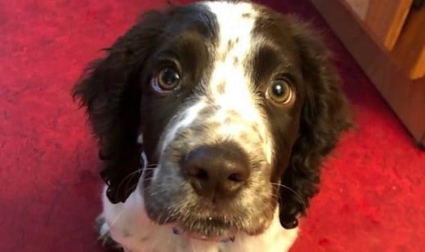 The 14 Funniest Springer Spaniel Memes of the Day! - PetPress