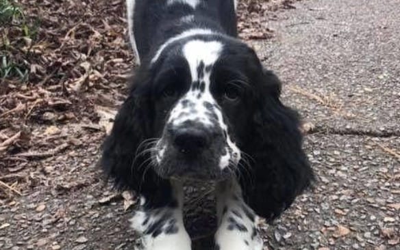 The 14 Funniest Springer Spaniel Memes of the Day! - PetPress