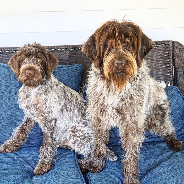 14 Amazing Facts About Wirehaired Pointing Griffons - PetPress
