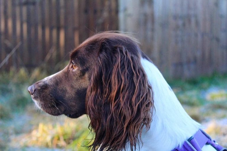 14 Magnificent Facts About English Springer Spaniels - Page 2 of 4 ...