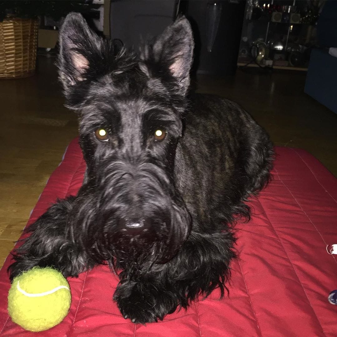 14 Interesting Things To Know About Scottish Terriers - PetPress