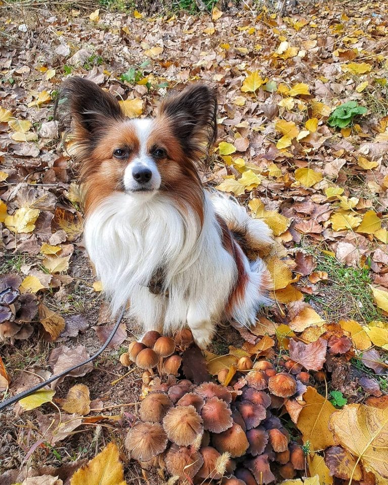 14 Magnificent Facts About Papillons - PetPress