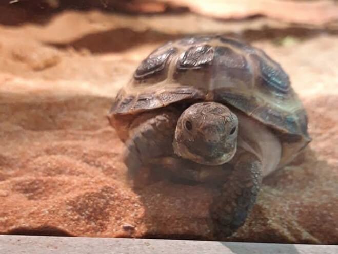 200+ Names for Pet Tortoises (Cool, Funny, & Famous Names) - PetPress