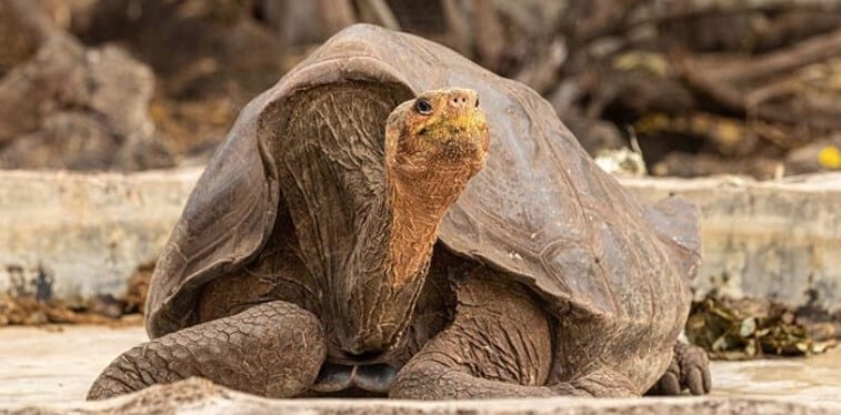 Boy Turtle Names - 140 Great Male Turtle Names - PetPress