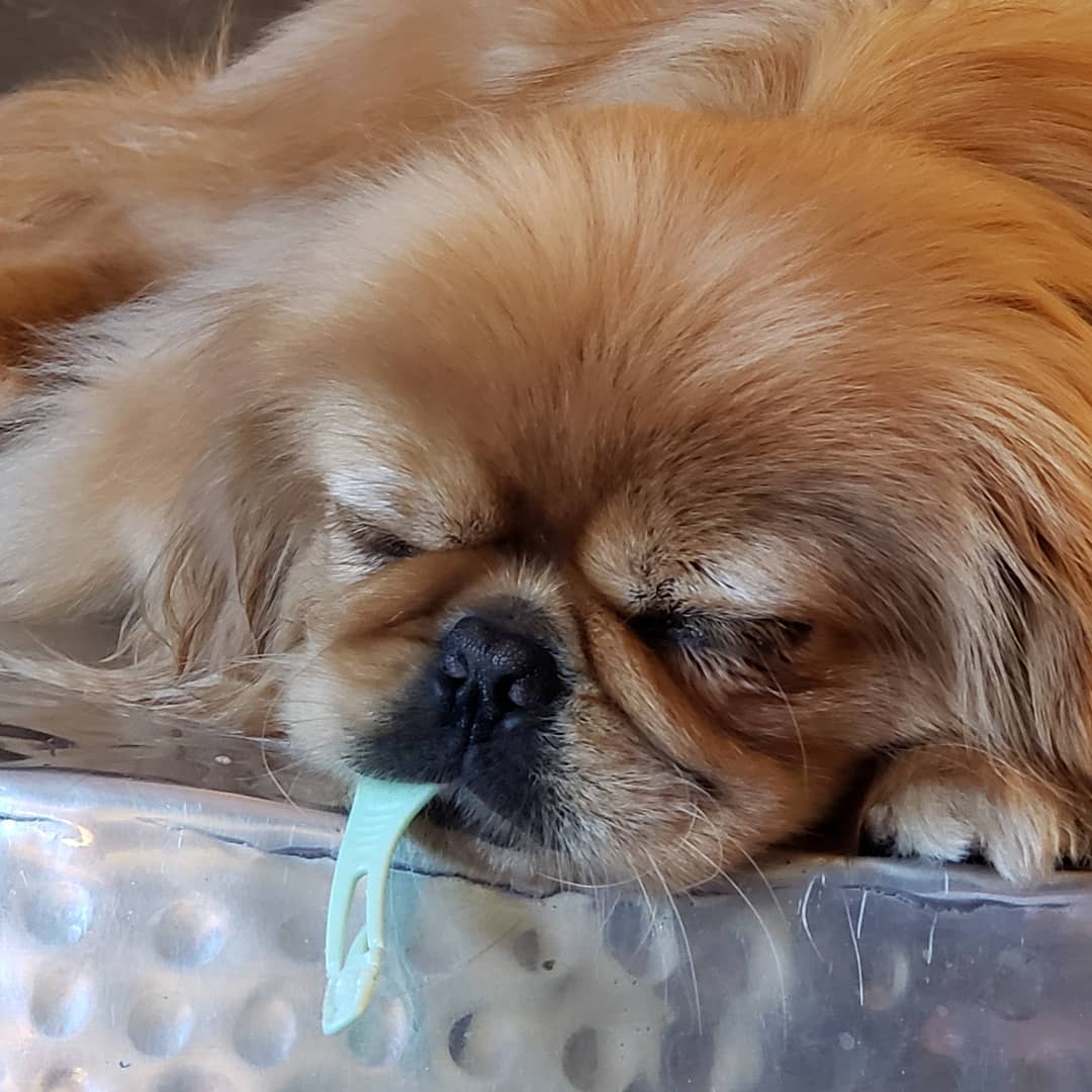 14 Delightful Facts About Pekingese - Page 2 of 4 - PetPress