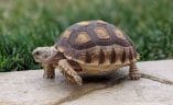 600+ Best Pet Turtle Names (Cute, Funny, & Famous Names) - PetPress