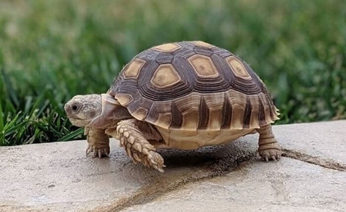 Girl Turtle Names - 170 Great Female Turtle Names - PetPress